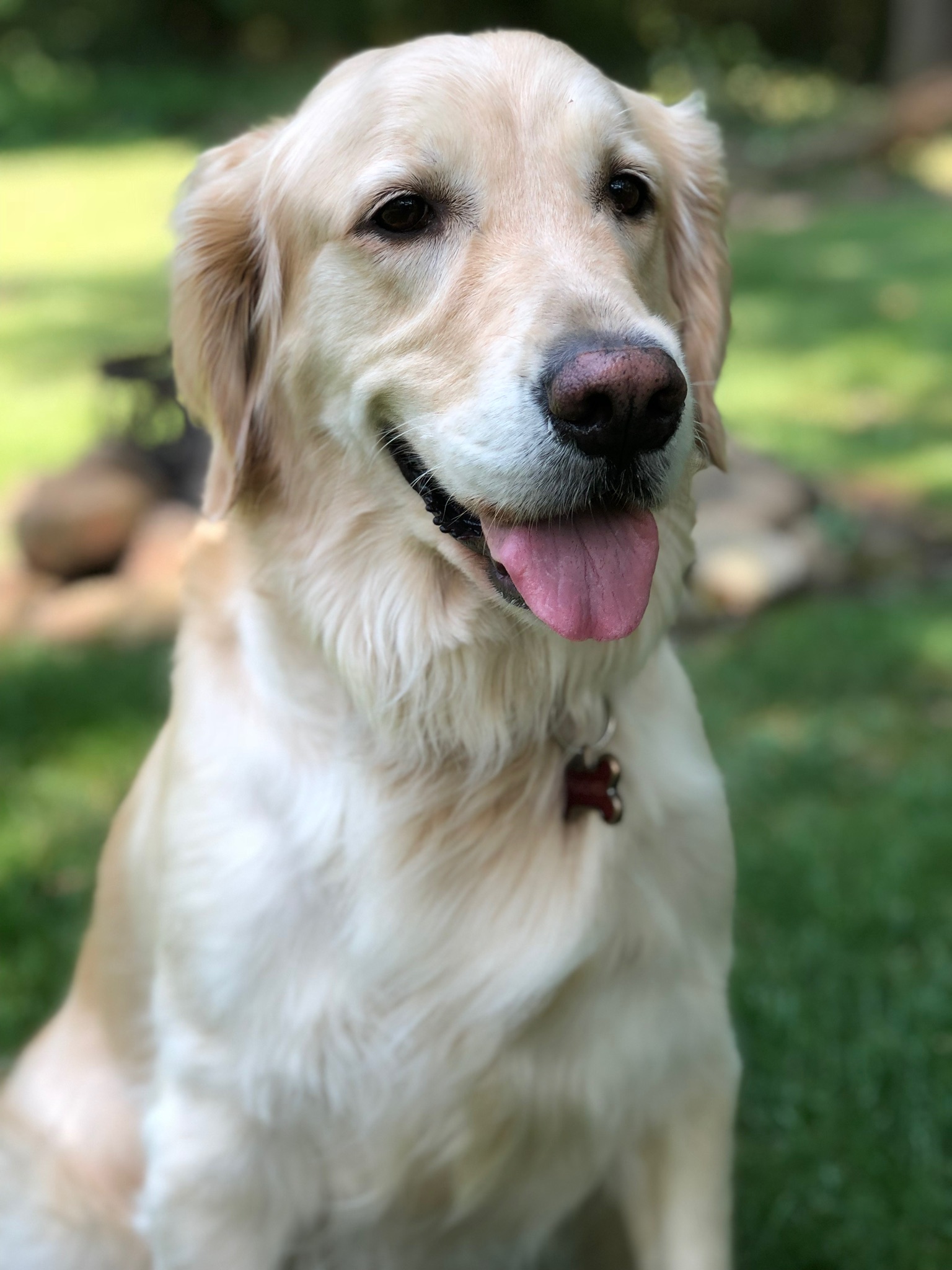 SUGAR CREEK GOLDENS – American, Cream Goldens and German Shepherds